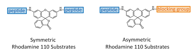 Rhodamine 110 Label - Biosyntan GmbH